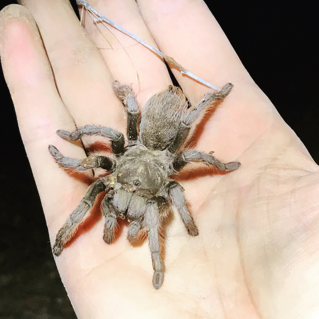 Tucson Bronze Tarantula in September 2020 by Nathan Villareal · iNaturalist
