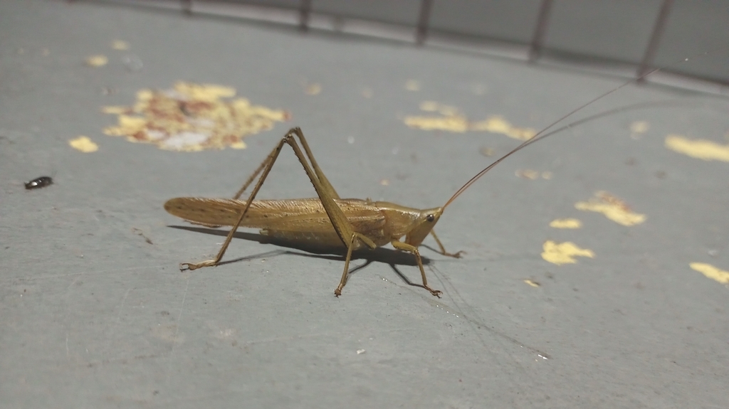 Common Coneheads from Quatro Barras on March 15, 2024 at 08:34 PM by ...