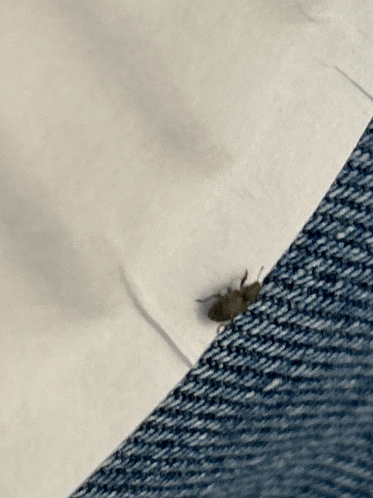 Clover Weevil from Thornbrook Rd, Ellicott City, MD, US on March 21 ...