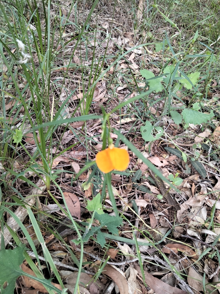 spade flower from Ransome QLD 4154, Australia on March 22, 2024 at 07: ...