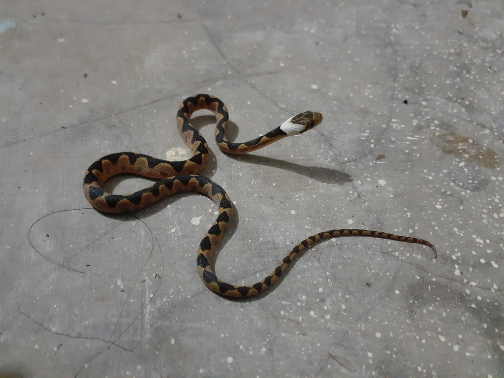 Banded Cat-eyed Snake from Sara Ana on November 23, 2021 at 09:53 PM by ...