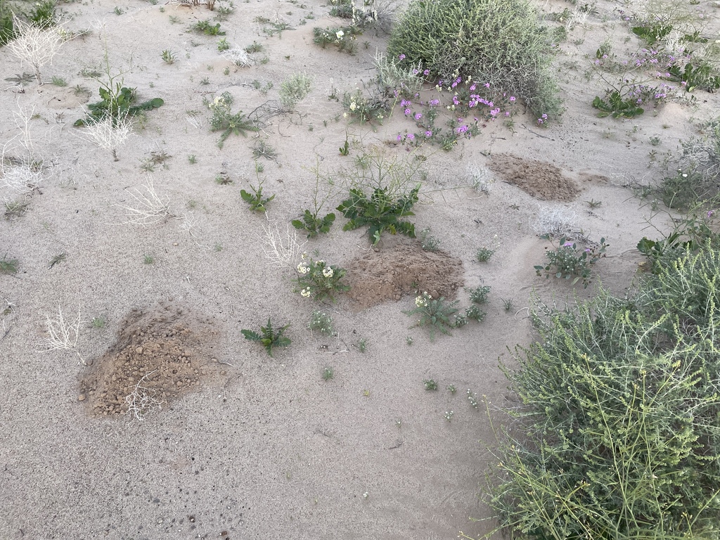 Botta's Pocket Gopher from Yuma, Arizona, United States on March 13 ...