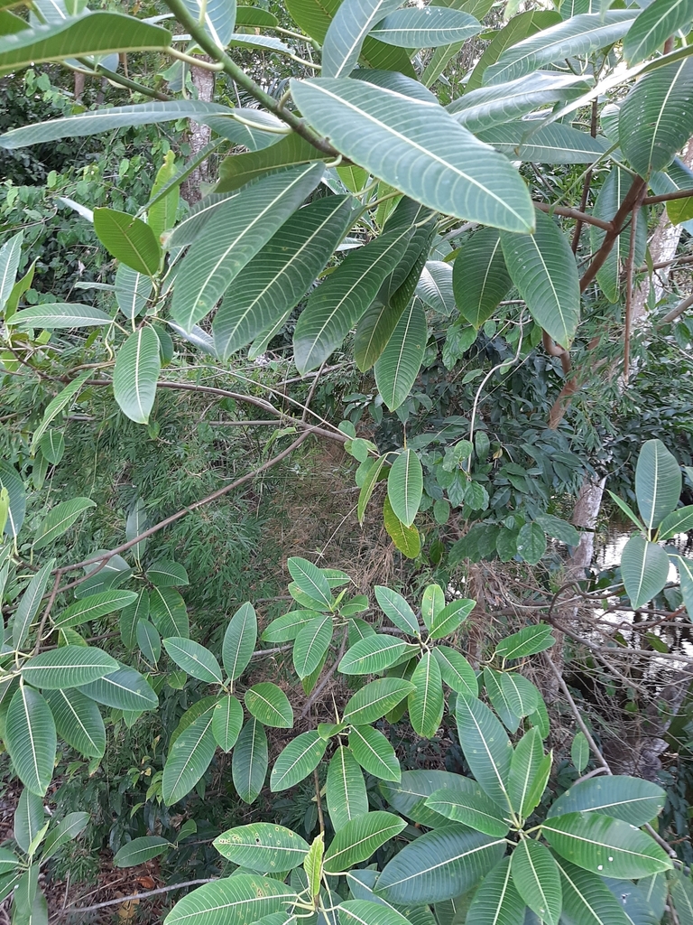 Wild Fig from Rousseau, Panamá Province, Panama on March 21, 2024 at 05 ...