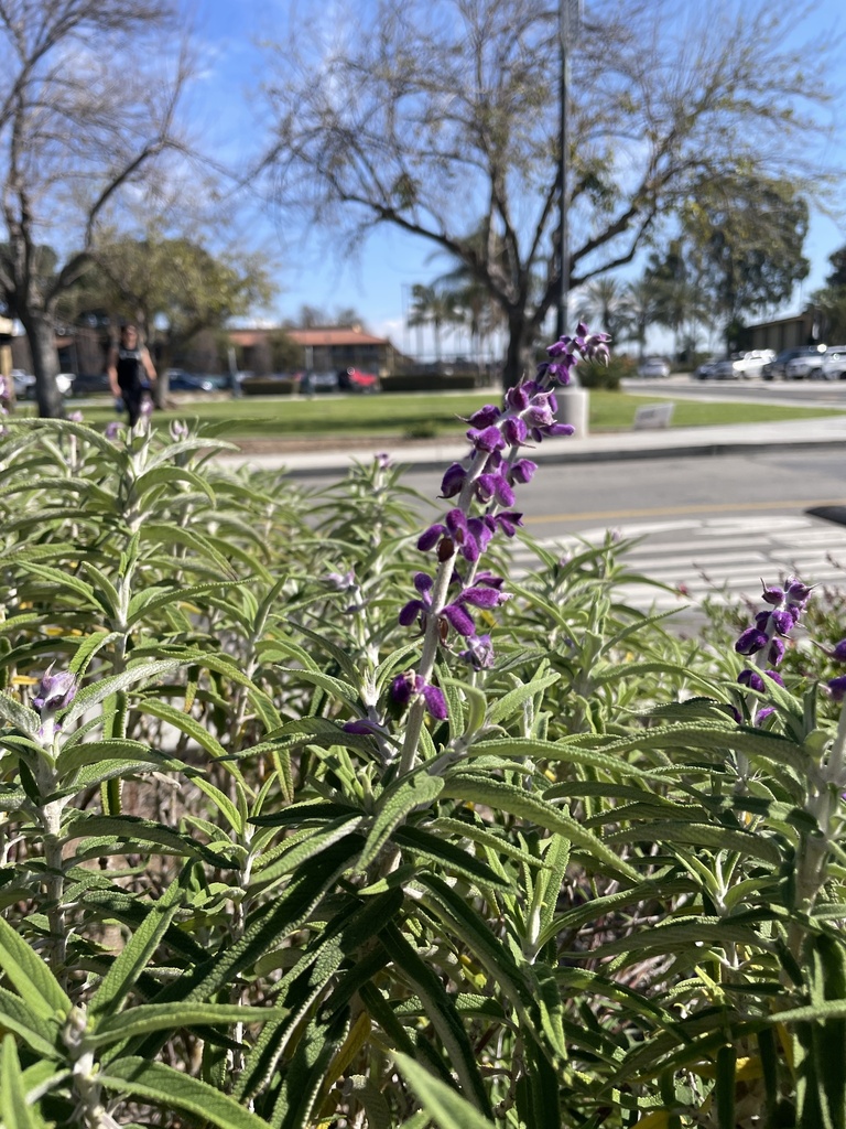 Mexican Bush Sage from California Baptist University, Riverside, CA, US ...