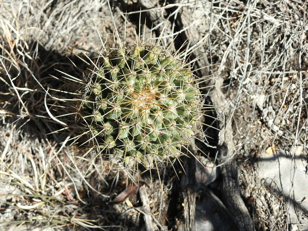 Coryphantha octacantha from Apaxco, Méx., México on March 18, 2024 at ...