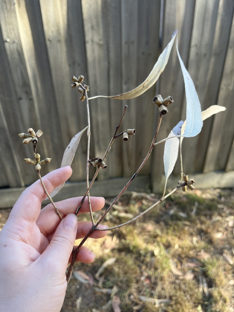 Long-leaved Box from Benjamin Ch, Mooroolbark, VIC, AU on March 21 ...