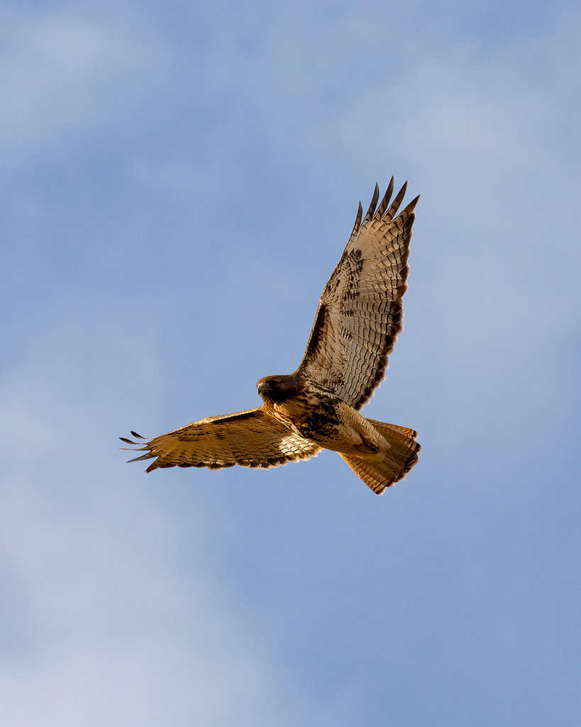 Western Red-tailed Hawk from Dead Horse Ranch State Park, AZ on ...