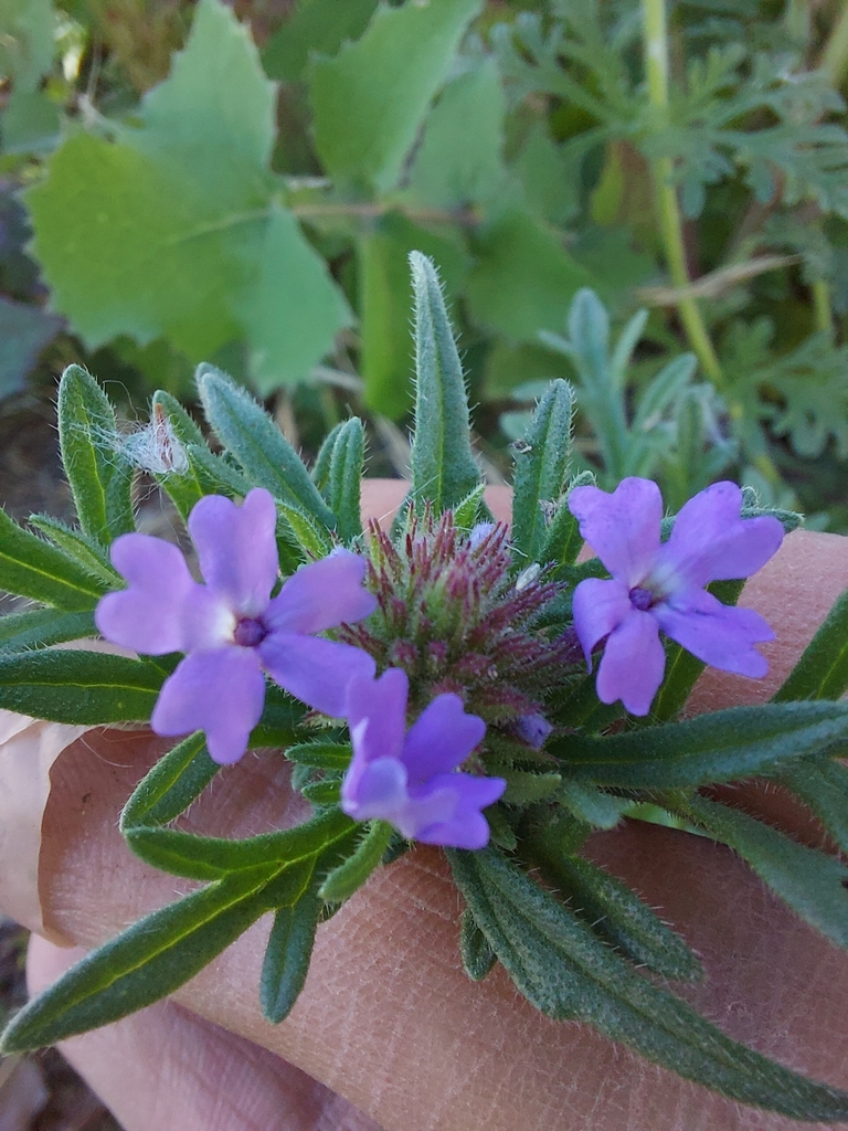 Dwarf Verbena from 20323 Ags., México on March 21, 2024 at 11:05 AM by ...