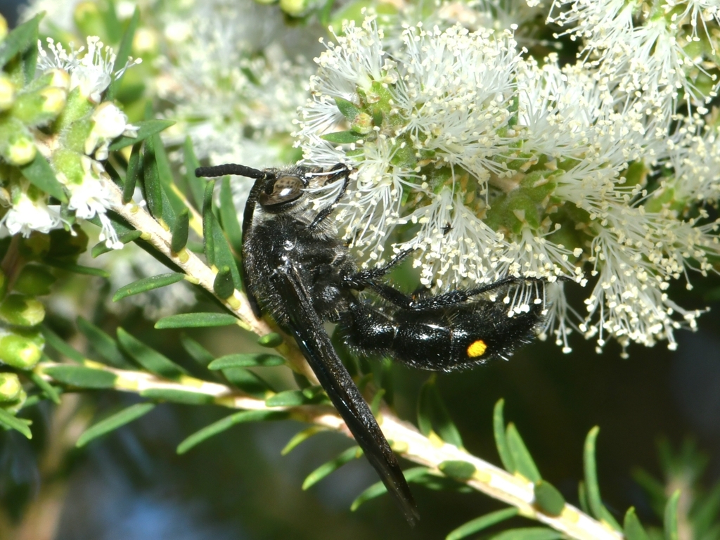 Australelis anthracina from Chelsea Heights VIC 3196, Australia on ...