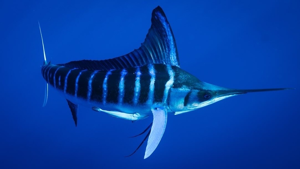 Striped Marlin in November 2021 by Kellon Spencer · iNaturalist