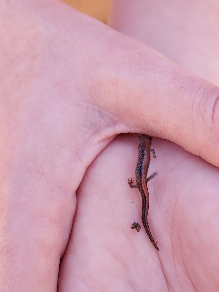 Eastern Red-backed Salamander from Durham, NC 27705, USA on March 21 ...