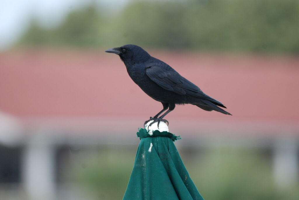 Fish Crow from Sanibel, FL, USA on February 14, 2017 at 03:35 PM by ...