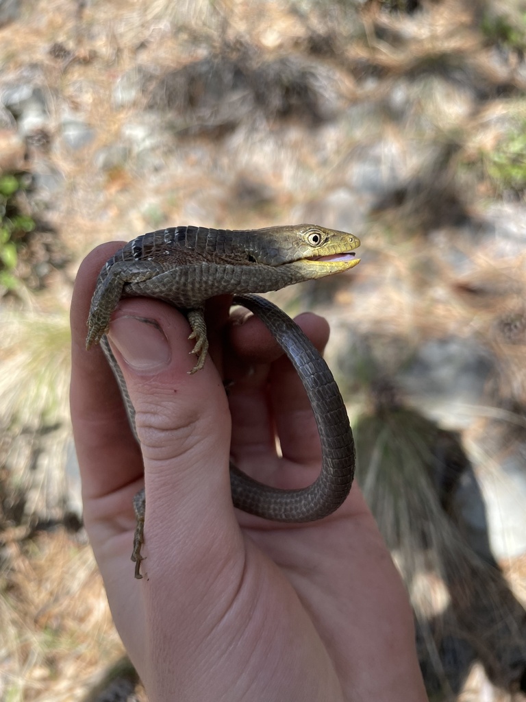 Southern Alligator Lizard in March 2024 by Elliott Bury · iNaturalist