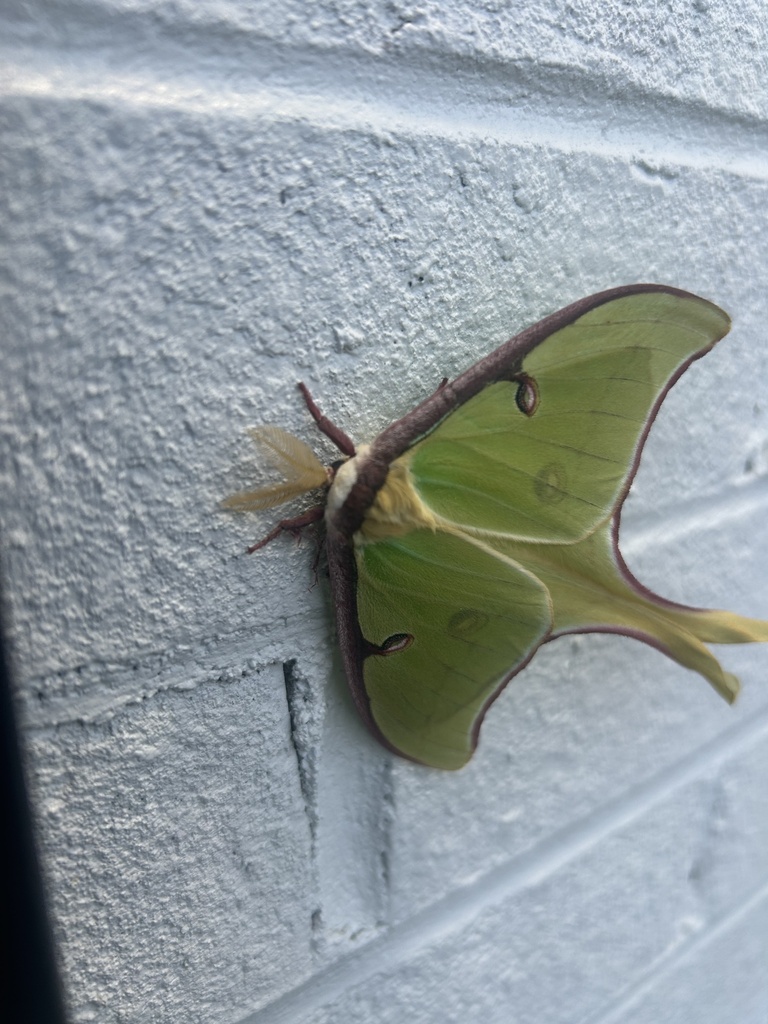 North American Luna Moth from Cypress Dr, Surfside Beach, SC, US on ...