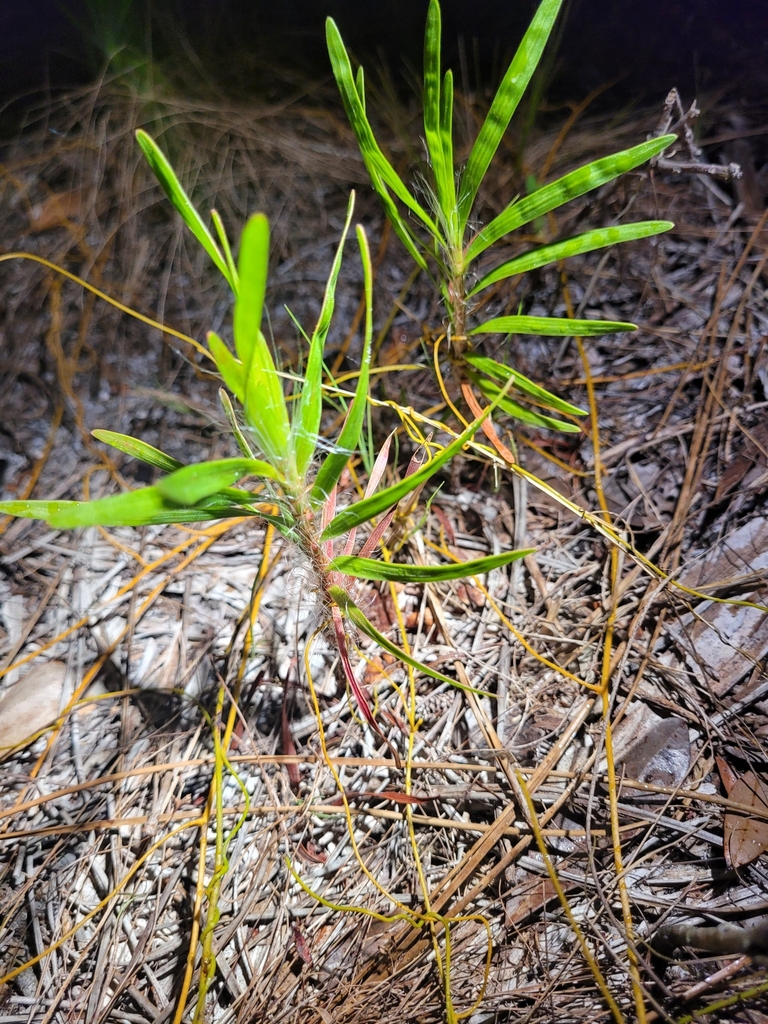 Sandhill wireweed from Sarasota, FL 34243, USA on March 21, 2024 at 11: ...