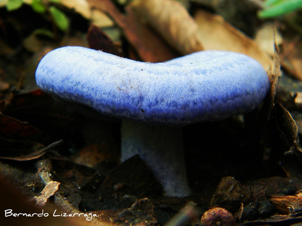 indigo milk cap from Bosque la Primavera on September 18, 2011 by Bernardo Lizarraga Roqueñi ...