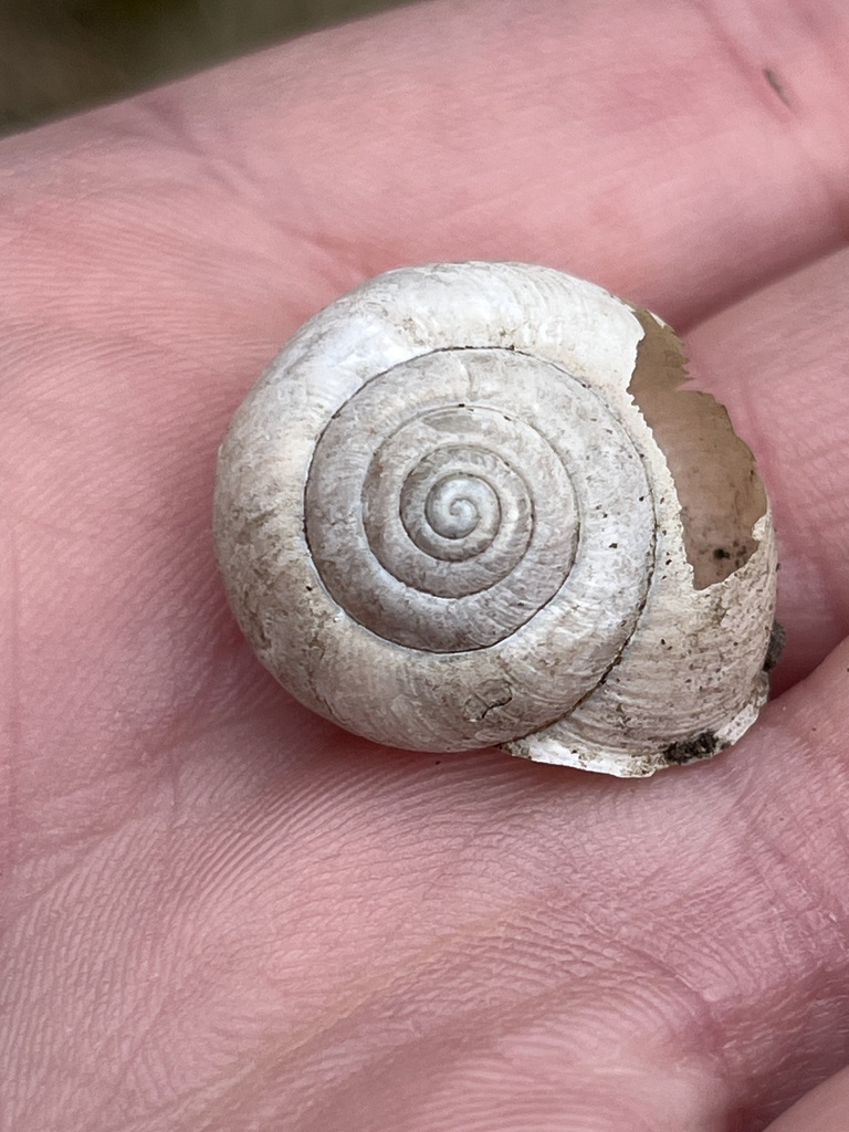 Idaho Forestsnail from Summerville, OR, US on March 21, 2024 at 02:35 ...