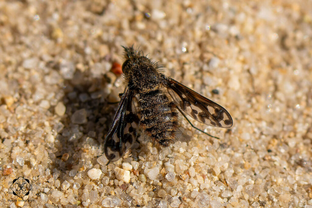 Cone-snout Bee Fly from 美国加利福尼亚圣迭戈拉霍亚 on March 21, 2024 at 02:36 PM by ...