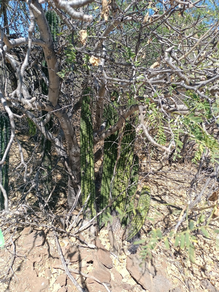 Dog Poop Bush from La Paz, B.C.S., México on March 21, 2024 at 02:29 PM ...