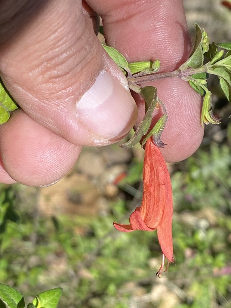 Clinopodium macrostemum from Tequila, Jal., MX on March 17, 2024 at 11: ...