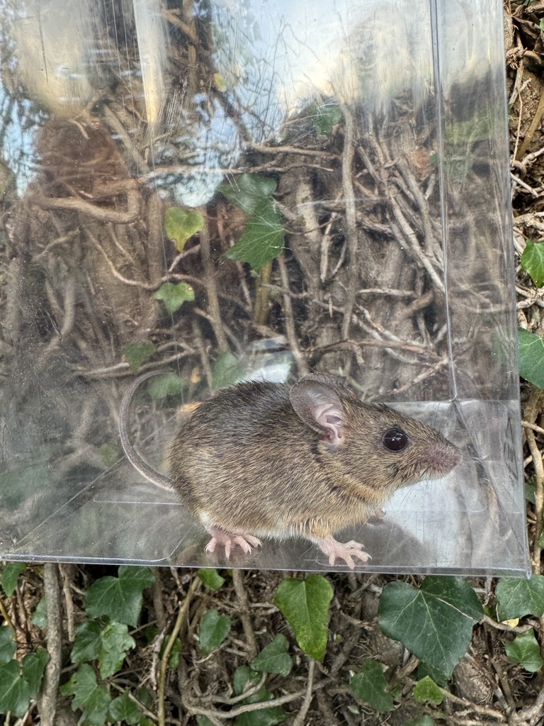 Old World Field Mice from Pontikates, Epirus, GR on March 22, 2024 at ...