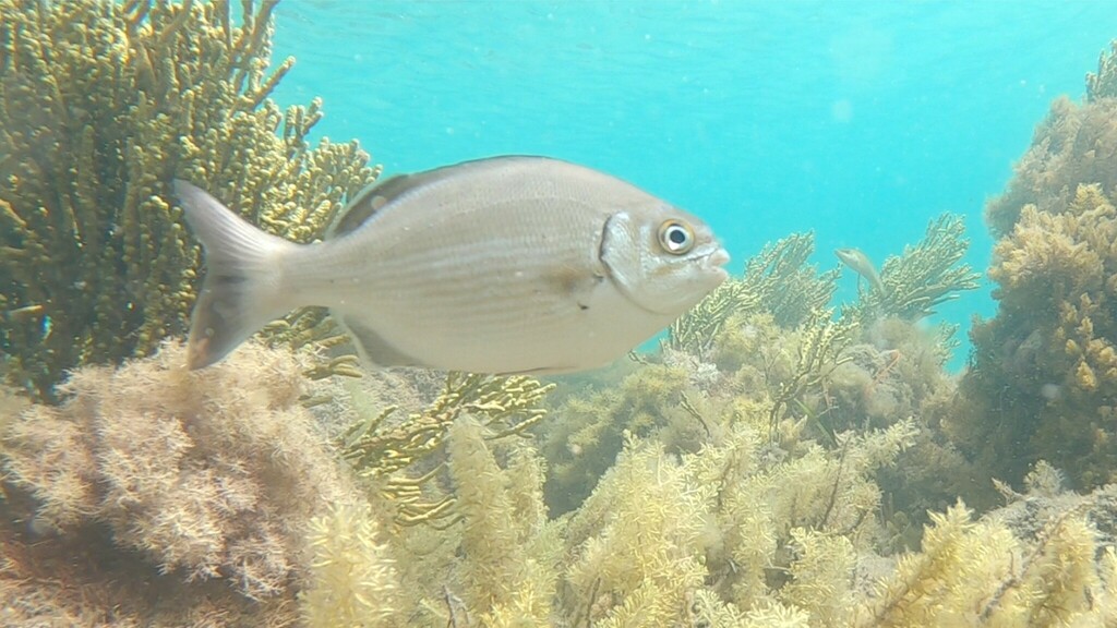 Silver Drummer from Streaky Bay, AU-SA, AU on January 29, 2024 at 04:51 ...