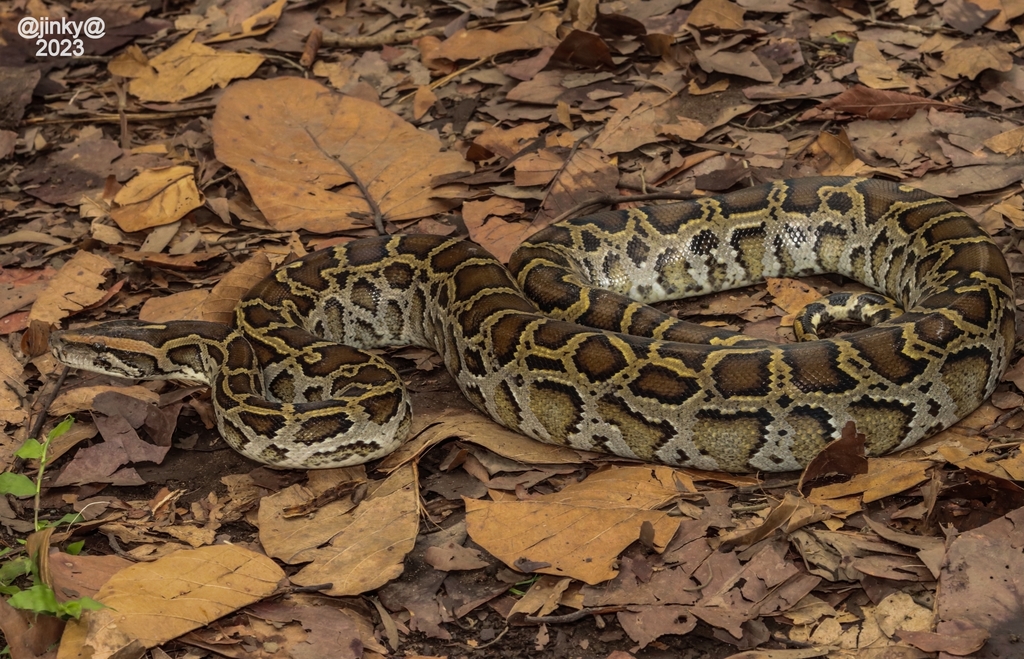 Burmese Python in June 2023 by ajinkya unawane · iNaturalist