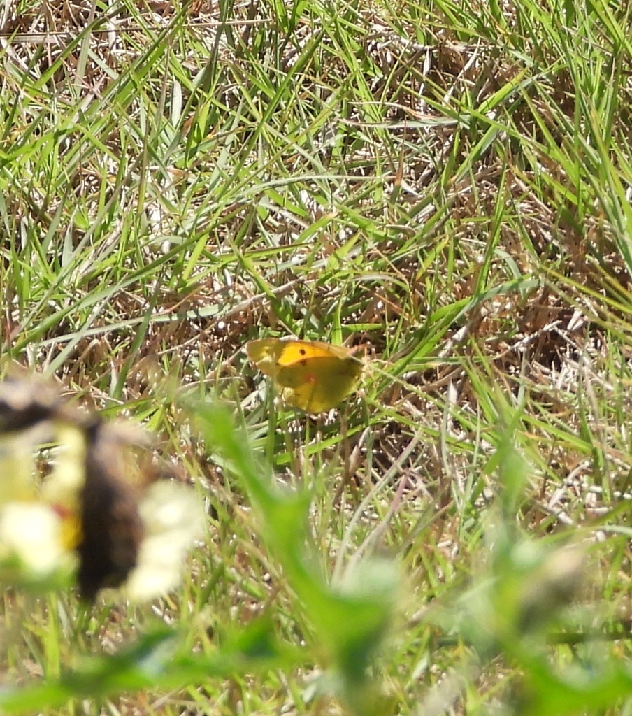 African Clouded Yellow from Wadi Shora Arabia Saudyjska on February 29 ...