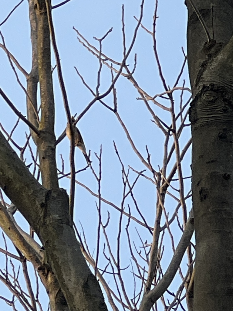 Yellow-billed Grosbeak from S20 Outer Ring Expressway, Shanghai, CN on ...