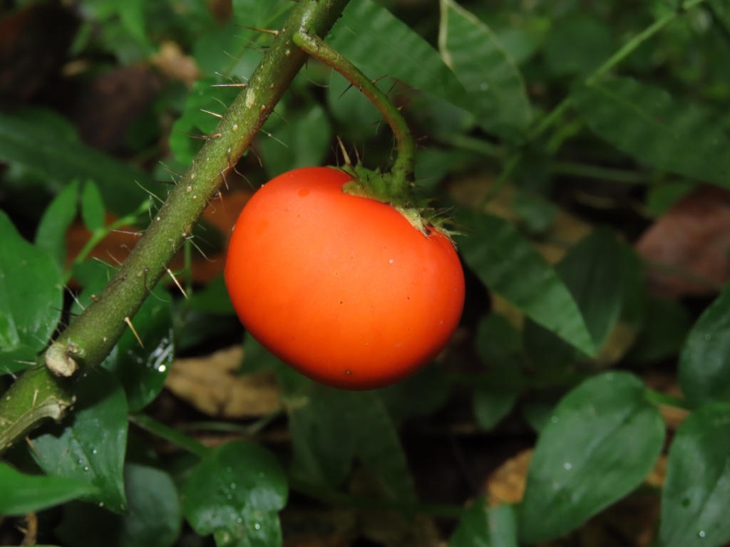 Cockroach Berry from Natural Bridge QLD 4211, Australia on March 17 ...