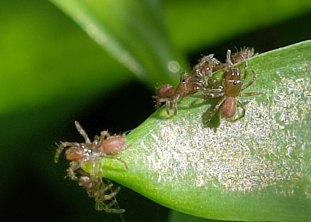 Purse-web Spider from Altenberg, 3013 Bern, Switzerland on March 22 ...