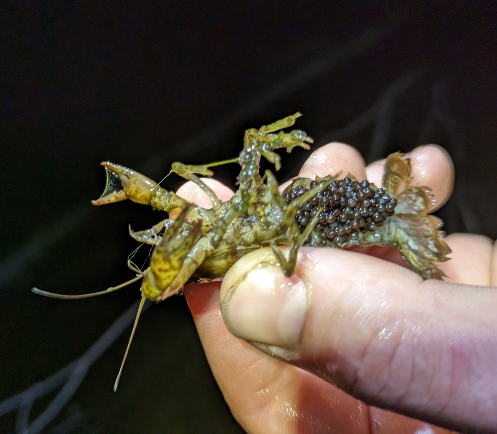 Calico Crayfish from Lake Erie, CA-ON, CA on March 21, 2024 at 10:39 PM ...