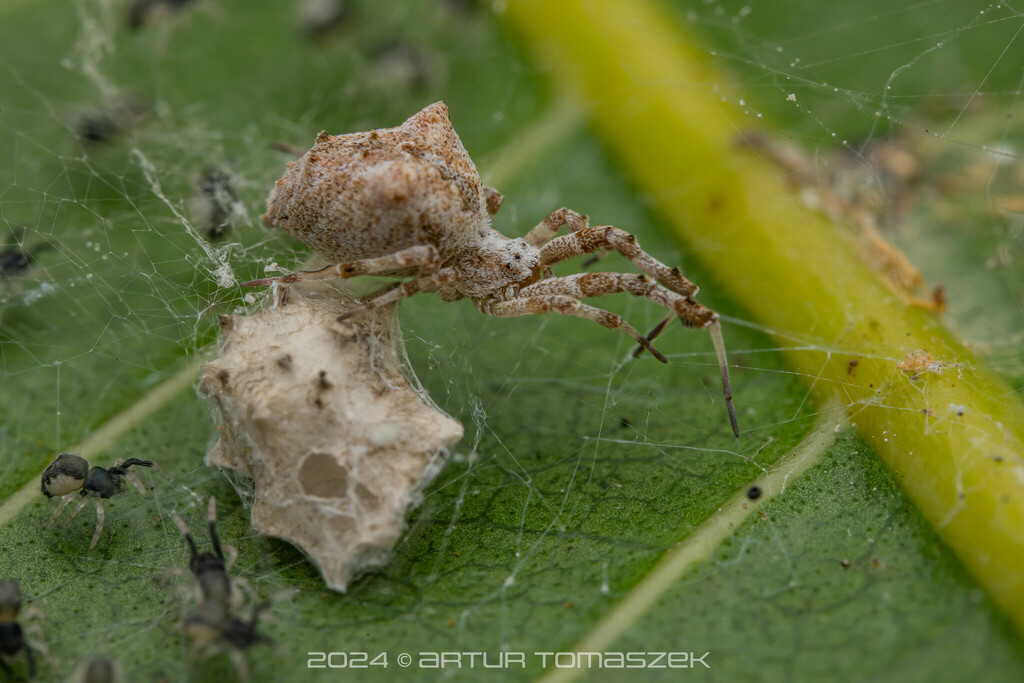 Hackled Orbweavers in March 2024 by Artur Tomaszek · iNaturalist