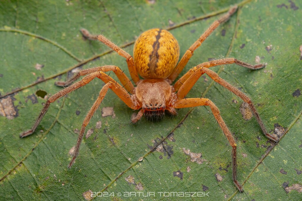 Golden Huntsman Spiders in March 2024 by Artur Tomaszek · iNaturalist