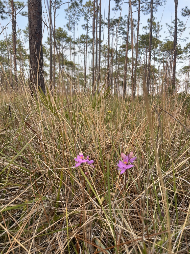 Bearded Grasspink in March 2024 by Rose Dominguez · iNaturalist