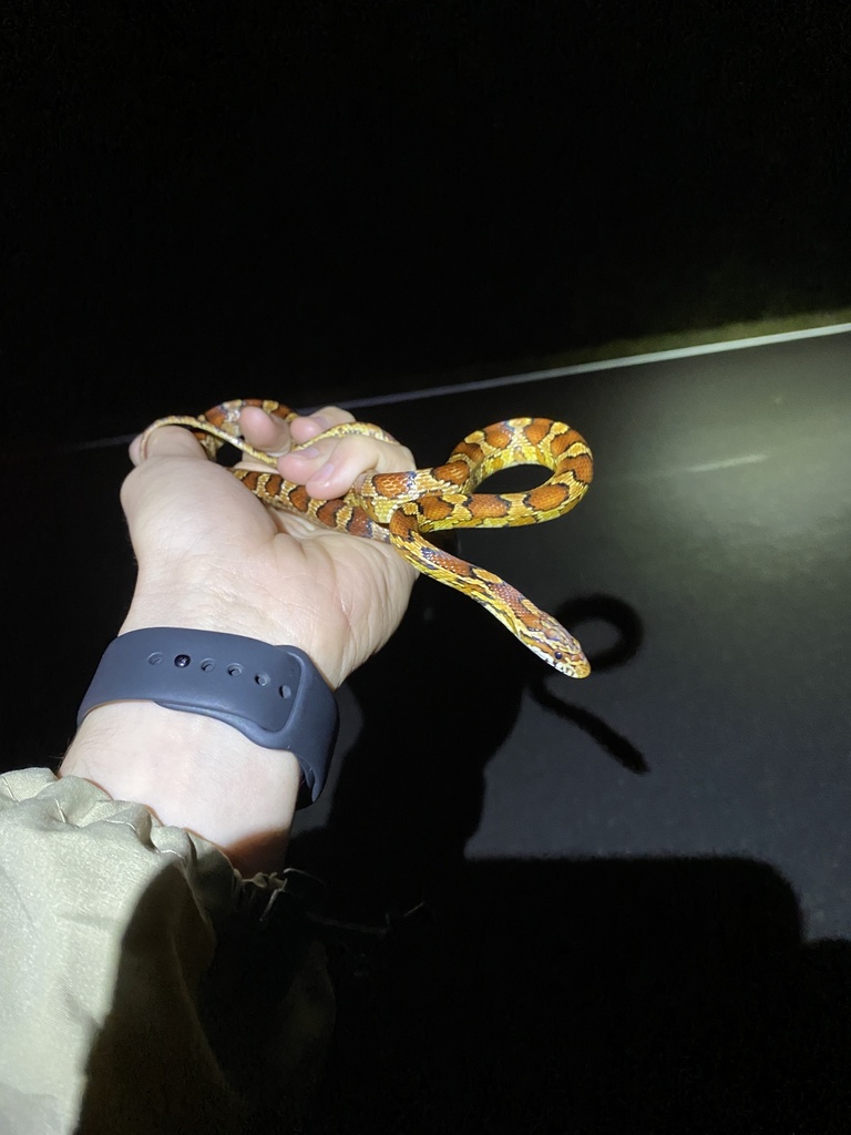 Corn Snake from Everglades National Park, Homestead, FL, US on March 21 ...