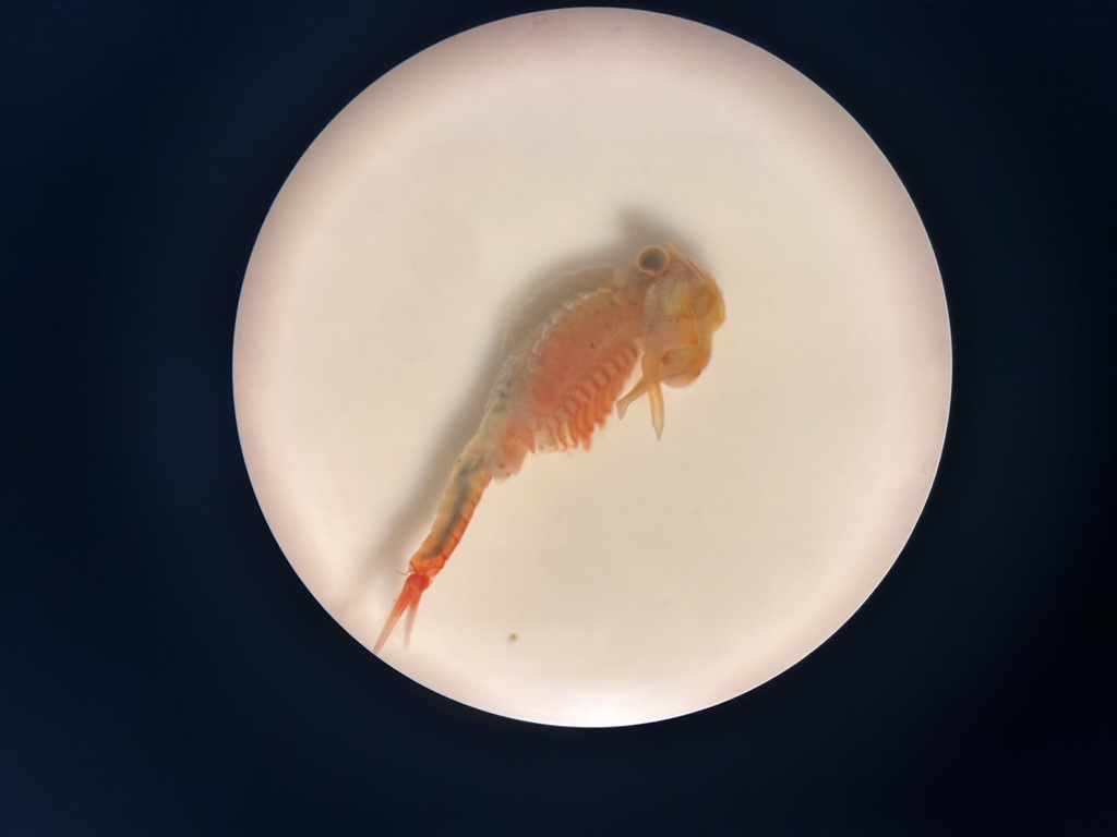 Springtime Fairy Shrimp in March 2024 by Taylor Sturm · iNaturalist