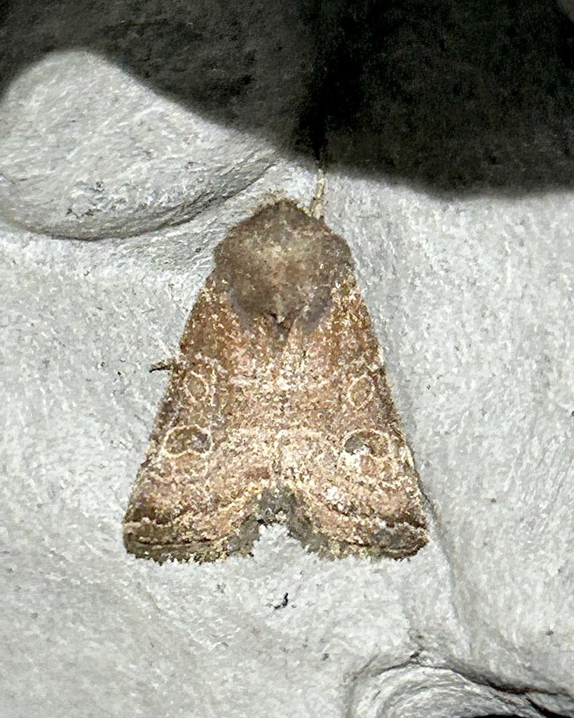 Eriopygini from Buena Vista Way, Berkeley, CA, US on March 22, 2024 at 06:48 AM by Allen Fish ...