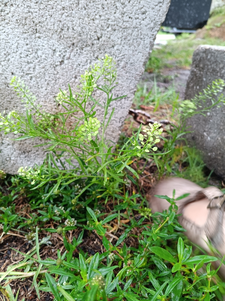 Virginia pepperweed from Okeechobee, FL 34974, USA on March 22, 2024 at ...