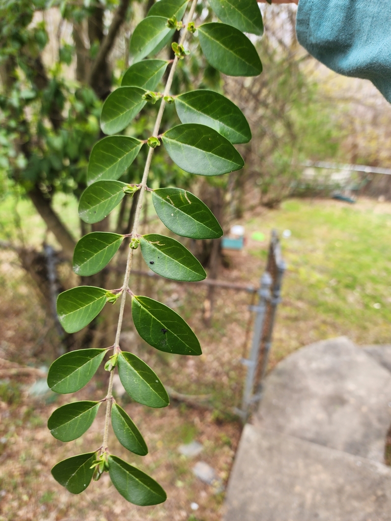 Chinese privet from Rockville, MD 20851, USA on March 22, 2024 at 11:47 ...