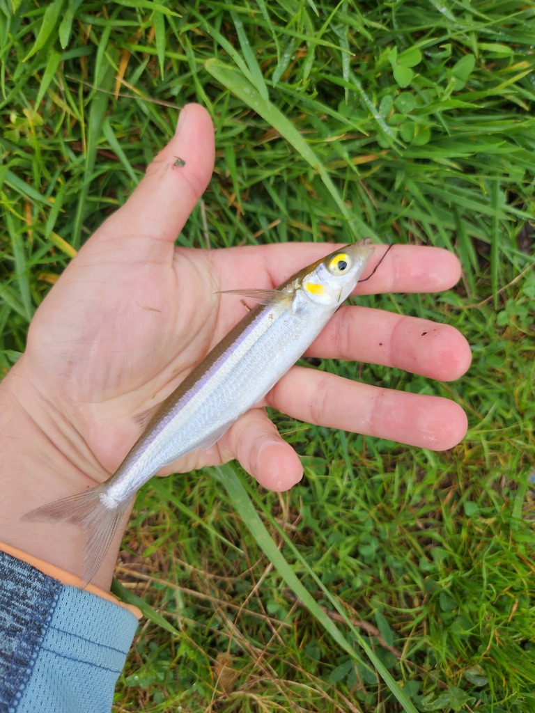 Topsmelt Silverside from Point Loma, San Diego, CA, USA on March 20 ...