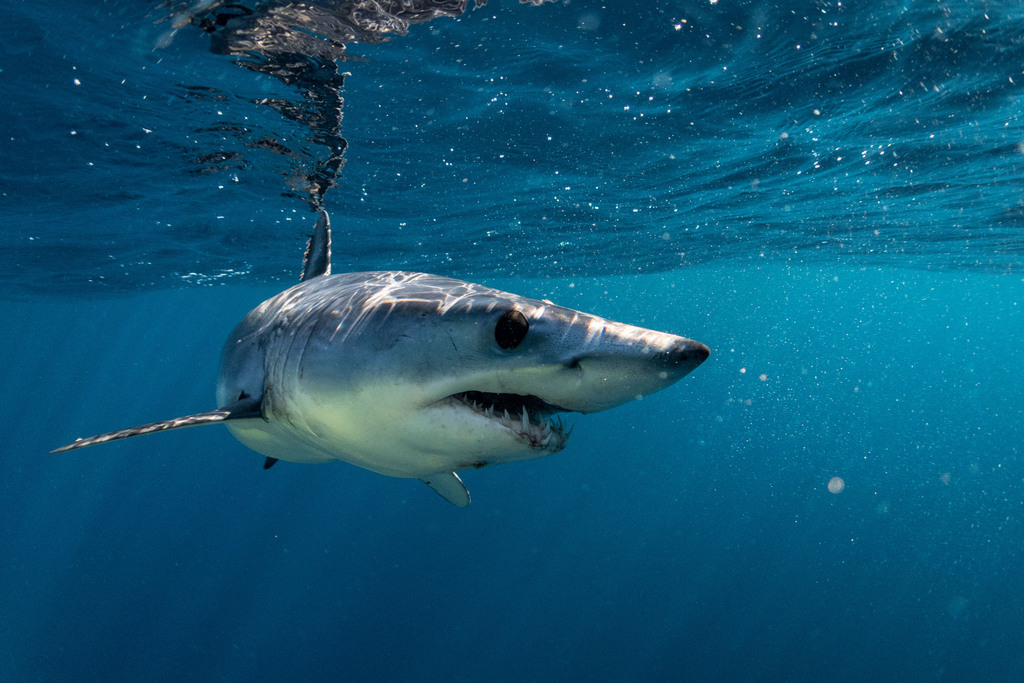 Shortfin Mako in January 2022 by Ben Illis · iNaturalist