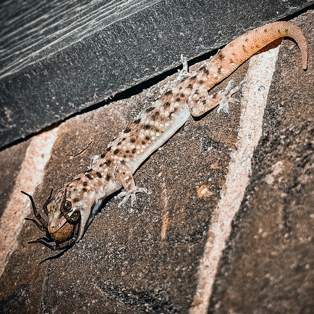 Mediterranean House Gecko from Fort Worth, TX 76123, USA on March 15 ...