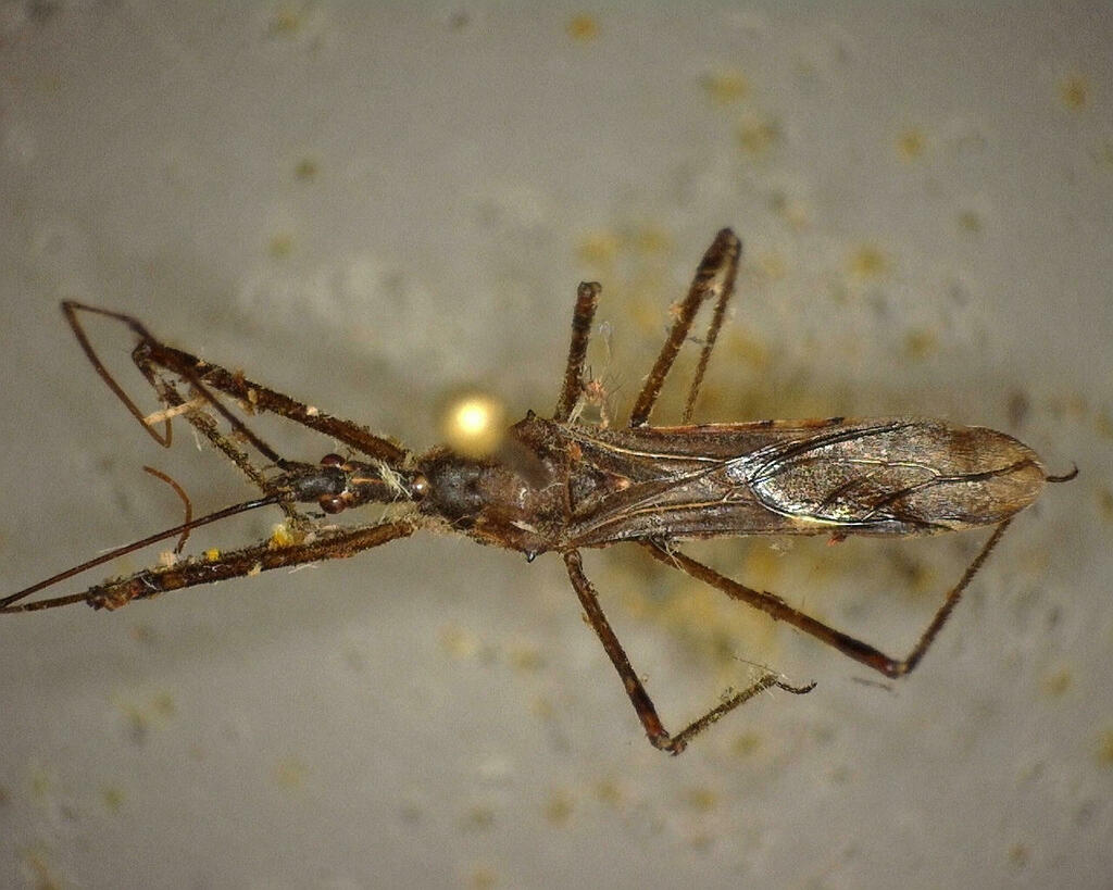 Four-spurred Assassin Bug from Kimble County, TX, USA on May 16, 2023 ...