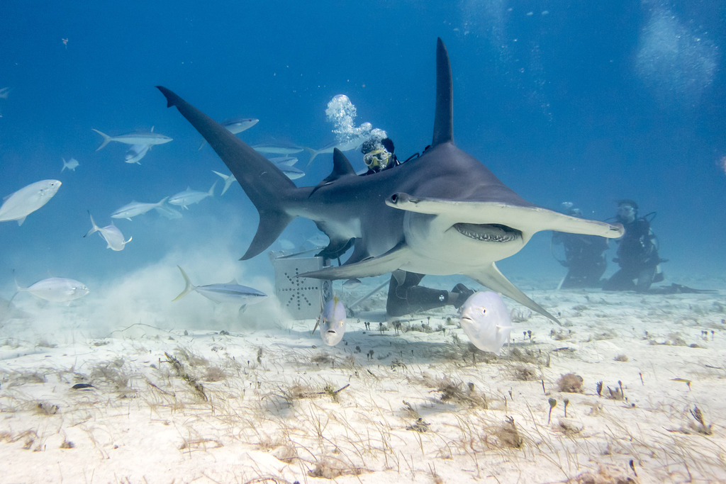 Great Hammerhead in December 2021 by Ben Illis · iNaturalist