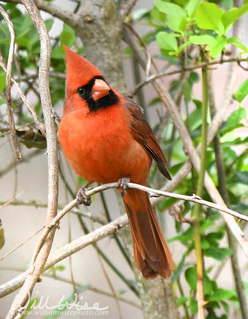 Northern Cardinal from Walton County, GA, USA on March 18, 2024 at 11: ...