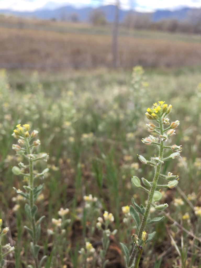 desert madwort from 5468–5478 S Boulder Rd, Boulder, CO, US on April 26 ...