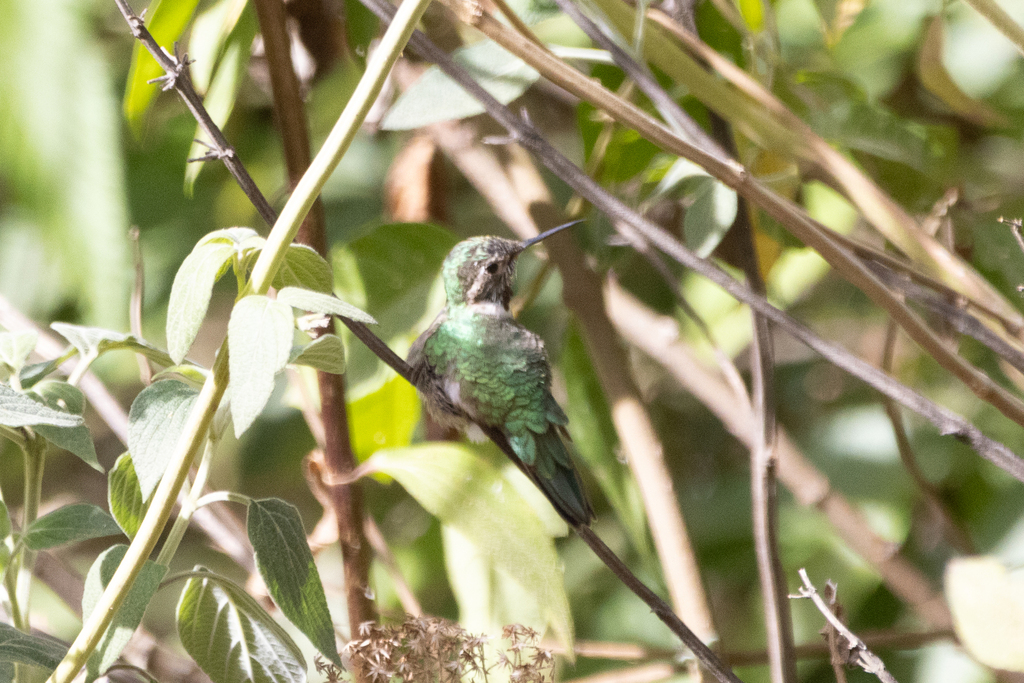 Broad-tailed Hummingbird from San Mateo Río Hondo, Oaxaca, Mexico on ...
