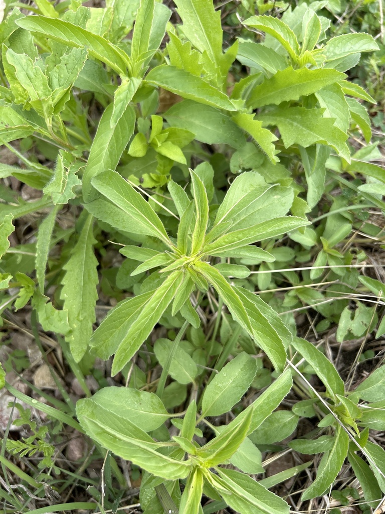 lemon beebalm from Plano, TX, US on March 22, 2024 at 01:48 PM by Ethan ...