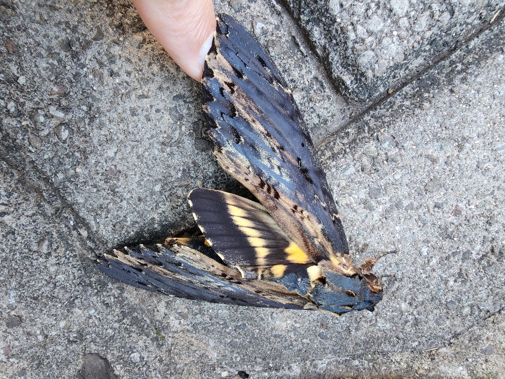 Neococytius cluentius from Centro, Pato Branco - PR, 85501-270, Brasil ...